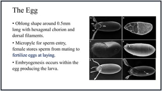 Drosophila Life Cycle and culturing technique.pdf