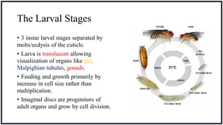 Drosophila Life Cycle and culturing technique.pdf