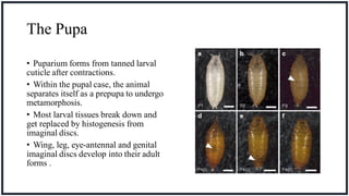 Drosophila Life Cycle and culturing technique.pdf
