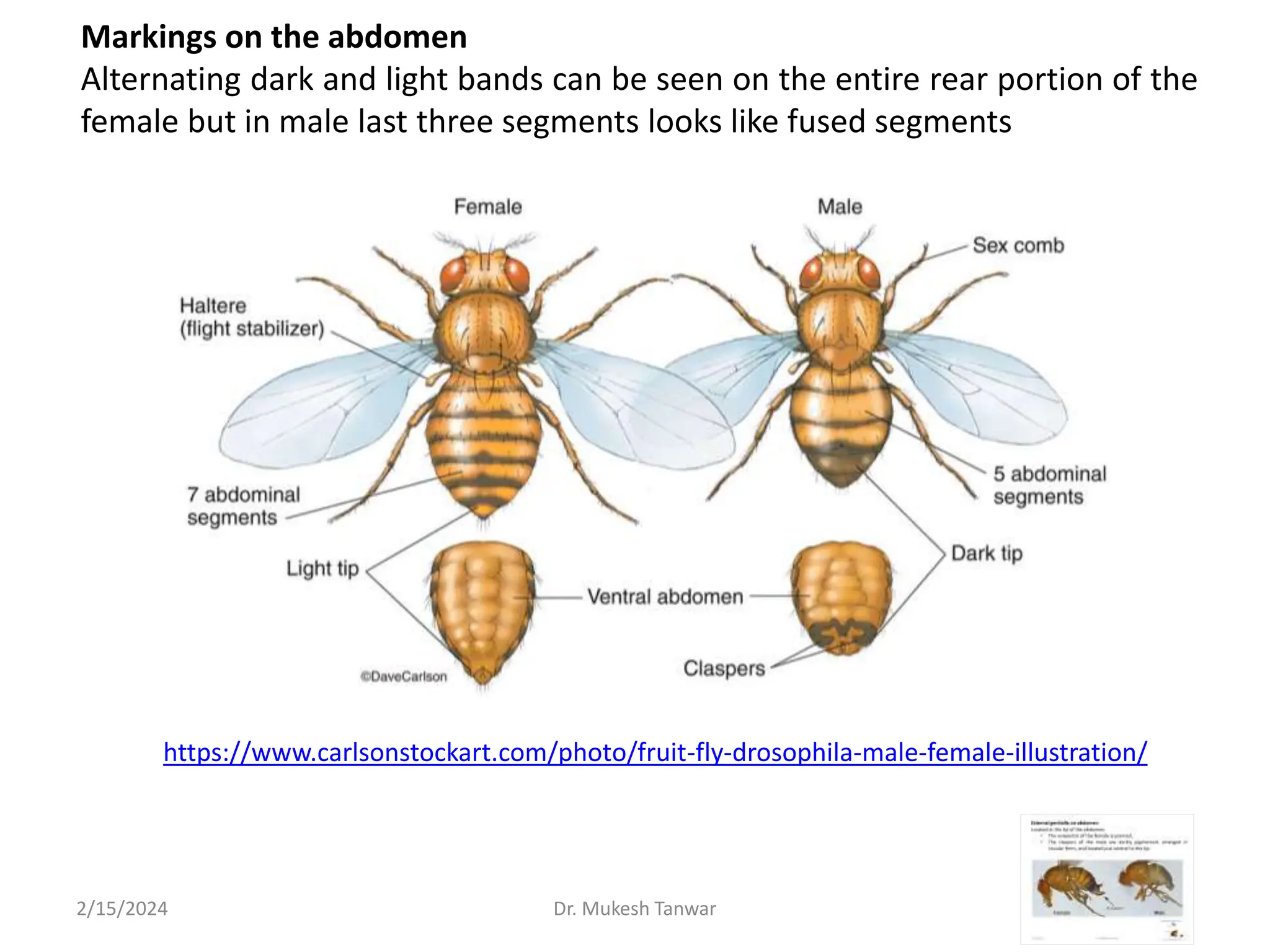 Drosophila Life Cycle and its contribution to genetics.pptx