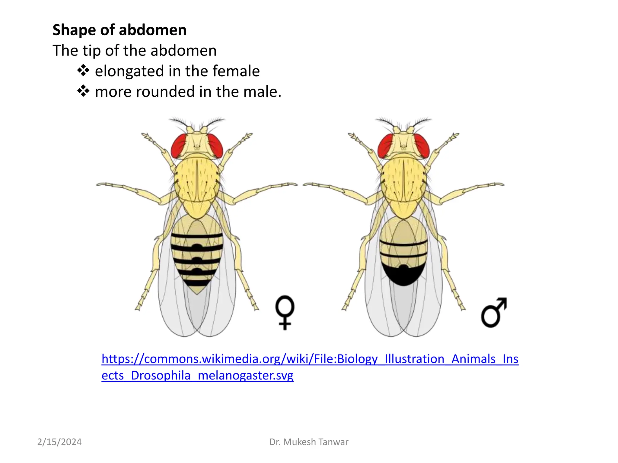 Drosophila Life Cycle and its contribution to genetics.pptx