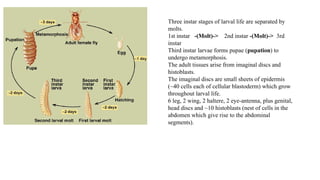 drosophila. life stages. .pptx. | PPT