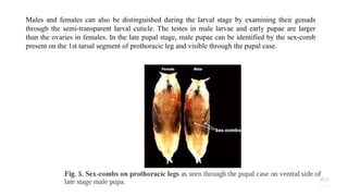 drosophila. life stages. .pptx. | PPTX