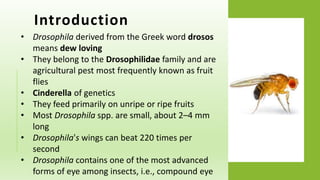 Drosophila Mapping_ABD Group_1.pptx
