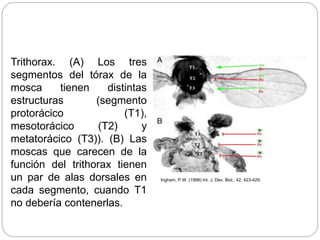 Mutaciones morfológicas en Drosophila melanogaster | PPTX