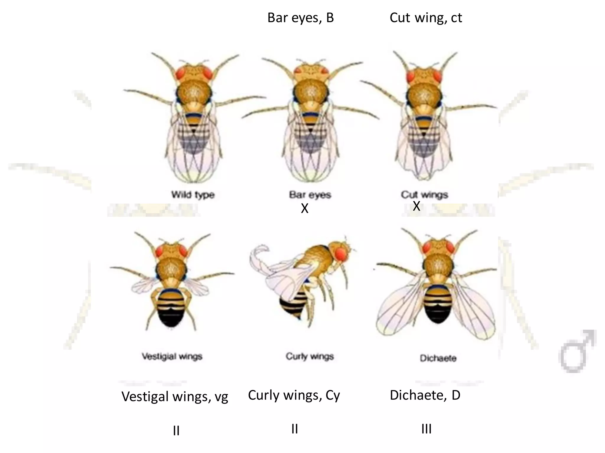 Drosophila melanogaster_2022.pdf