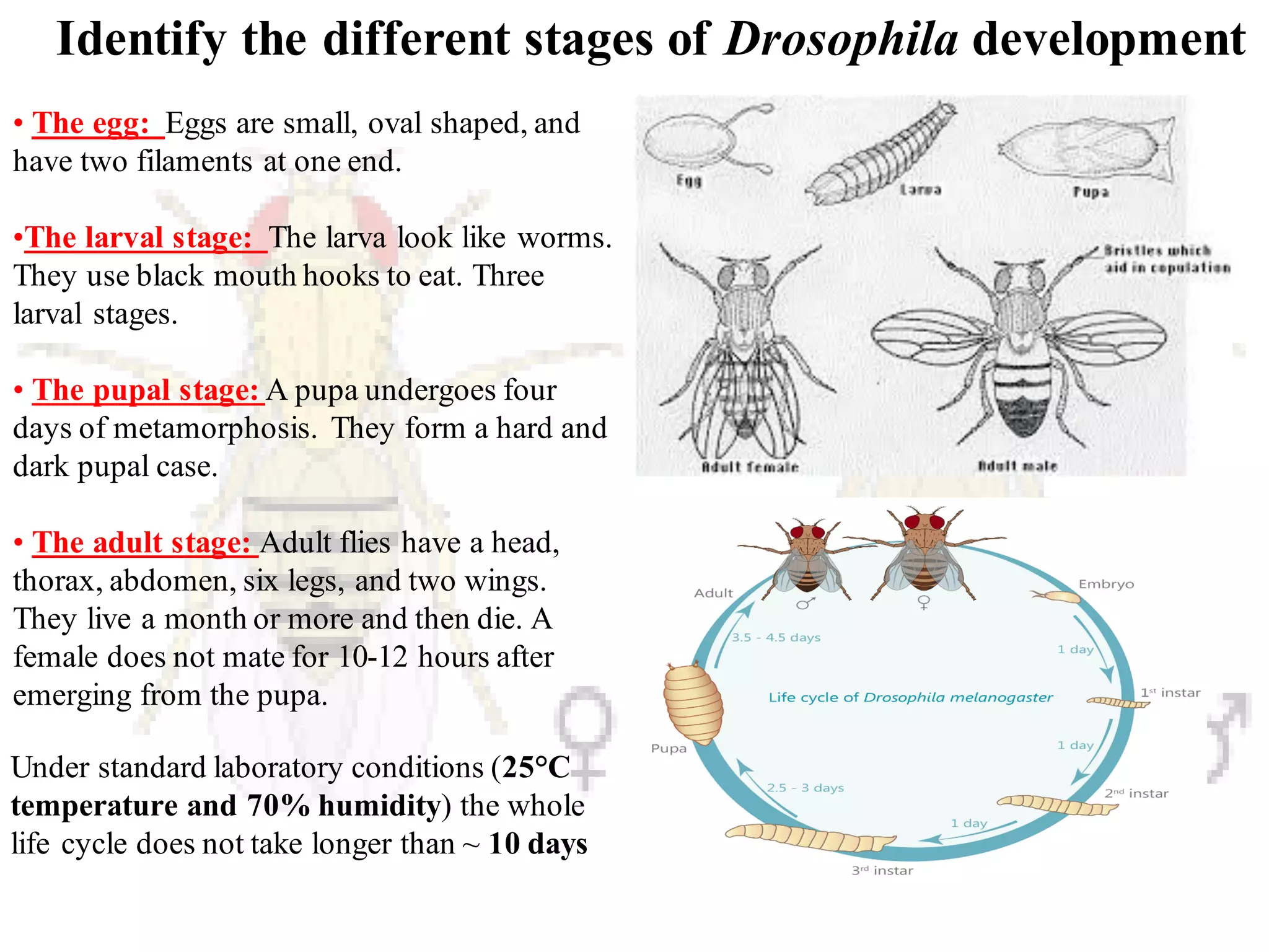 Drosophila melanogaster_2022.pdf