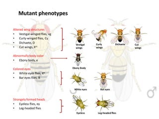 Drosophila melanogaster_2022.pdf