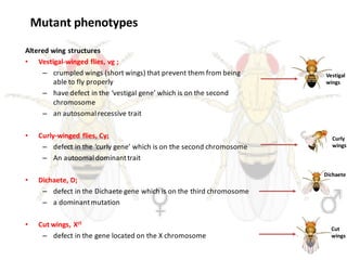 Drosophila melanogaster_2022.pdf