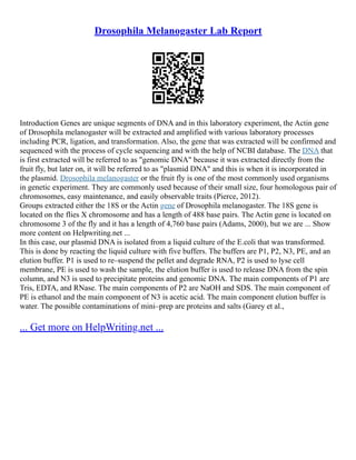 Drosophila Melanogaster Experiment | PDF