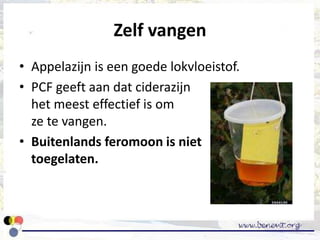 Drosophila suzukii | PPTX