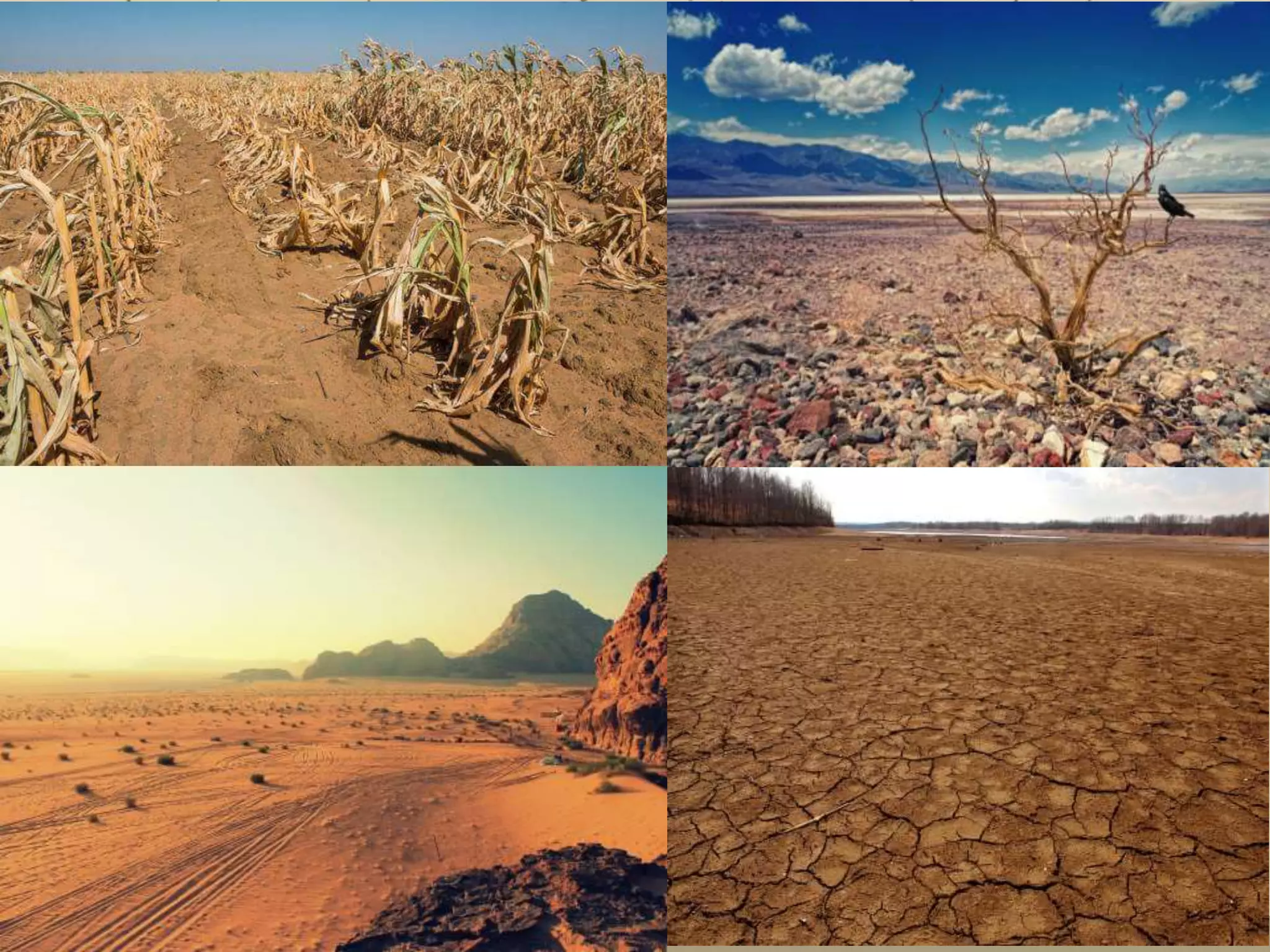 Drought and famine | PPTX | Agriculture | Industries