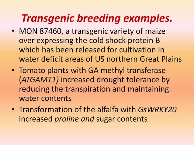 Breeding for Drought resistance in Rice | PPTX | Agriculture | Industries