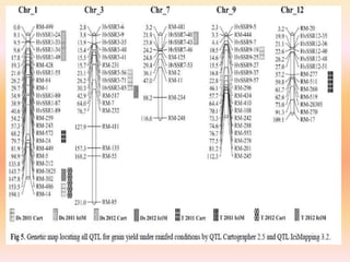 Breeding for Drought resistance in Rice | PPTX