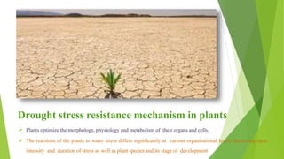 Disaster mitigation - drought | PPT