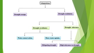 Disaster mitigation - drought | PPT