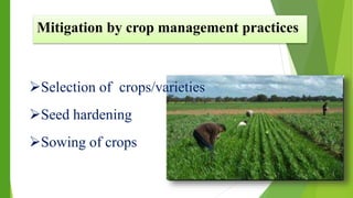 Disaster mitigation - drought | PPT