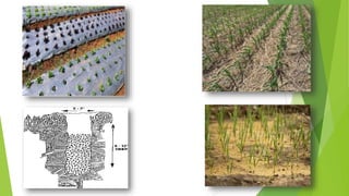 Disaster mitigation - drought | PPT