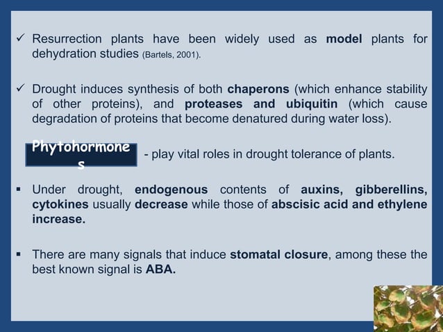 Drought n heat abiotic stress in plants | PPTX | Gardening | Home & Garden