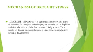 Drought stress | PPTX