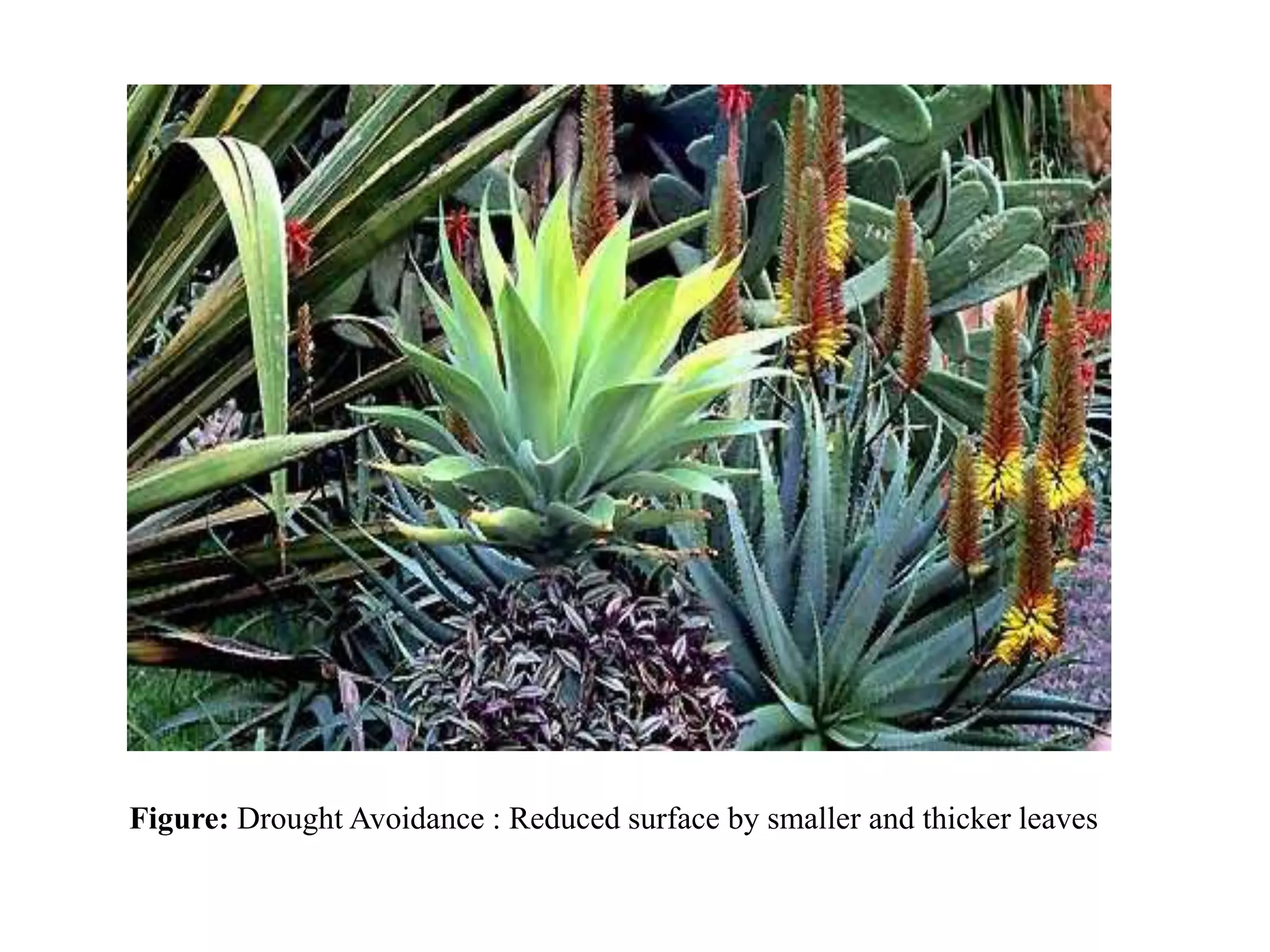 Drought Tolerance Agri Ppt | PPTX