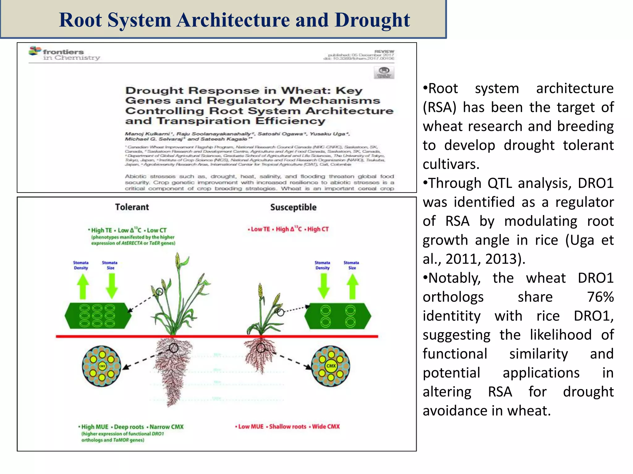 Drought tolerance in crops | PPTX