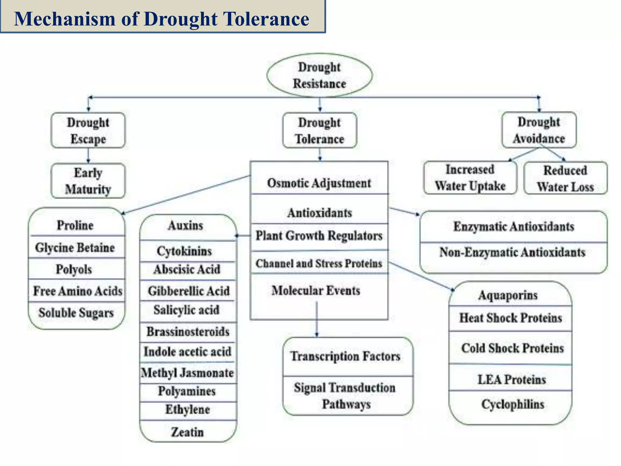 Drought tolerance in crops | PPTX