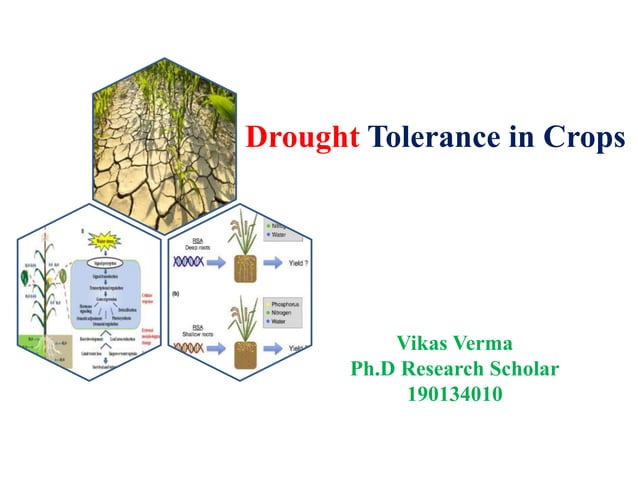 Drought tolerance in crops | PPTX