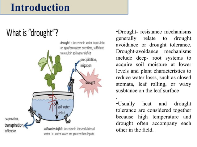 Drought tolerance in crops | PPTX