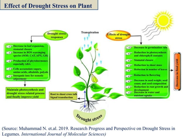 Drought tolerance in crops | PPTX