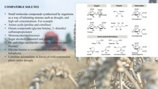 Drought Tolerence in Plants.pptx