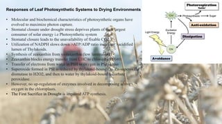 Drought Tolerence in Plants.pptx