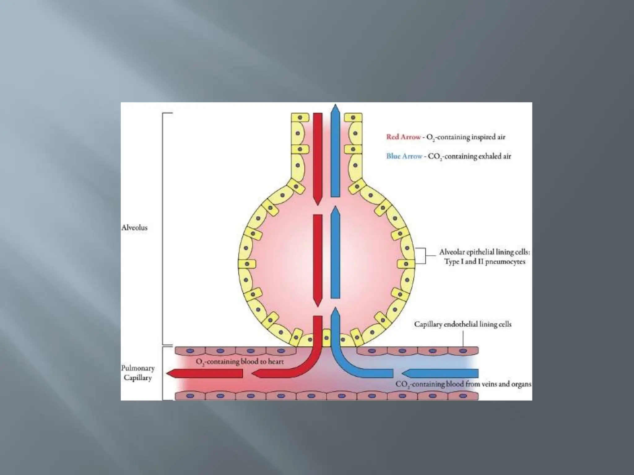 Drowning Chapter from Forensic Medicine.pptx