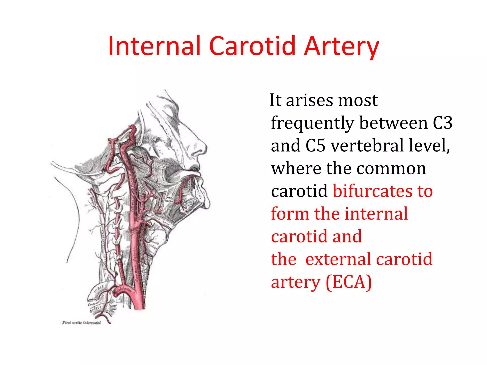 Carotid Artery Stenosis Dr Pankaj Rathi DM Traine Shri Aurobindo ...