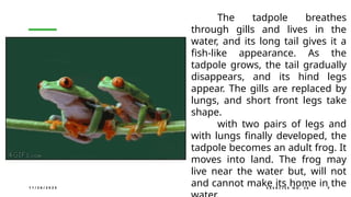 DRP ExeNo. 36 THE LIFE CYCLE OF FROGS.pptx