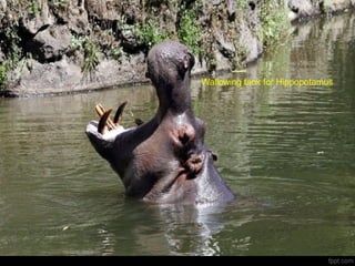 Housing of wild animals | PPT