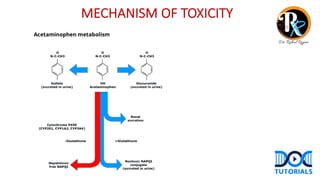 Dr RR Paracetamol poisoning and management | PDF