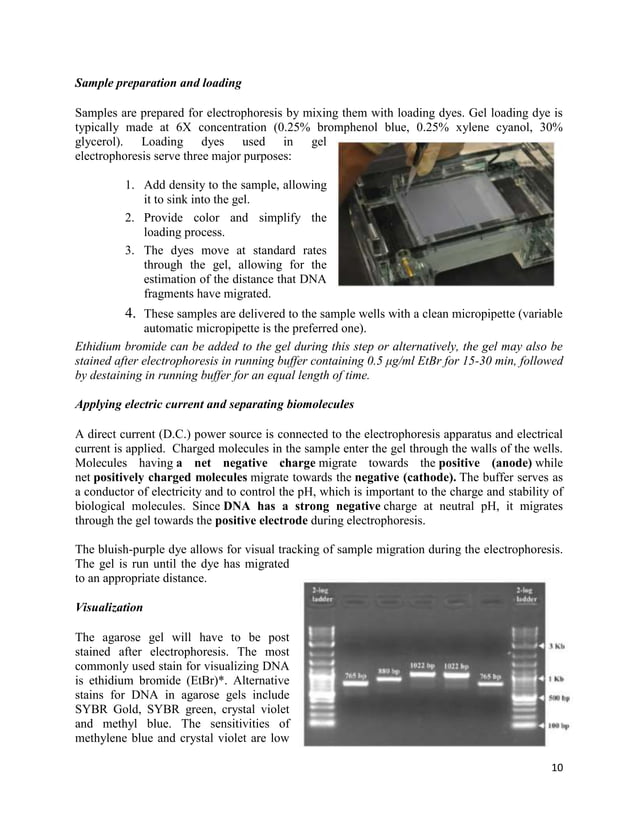 Molecular Biology Practical Equipments.pdf | First Aid | Injuries