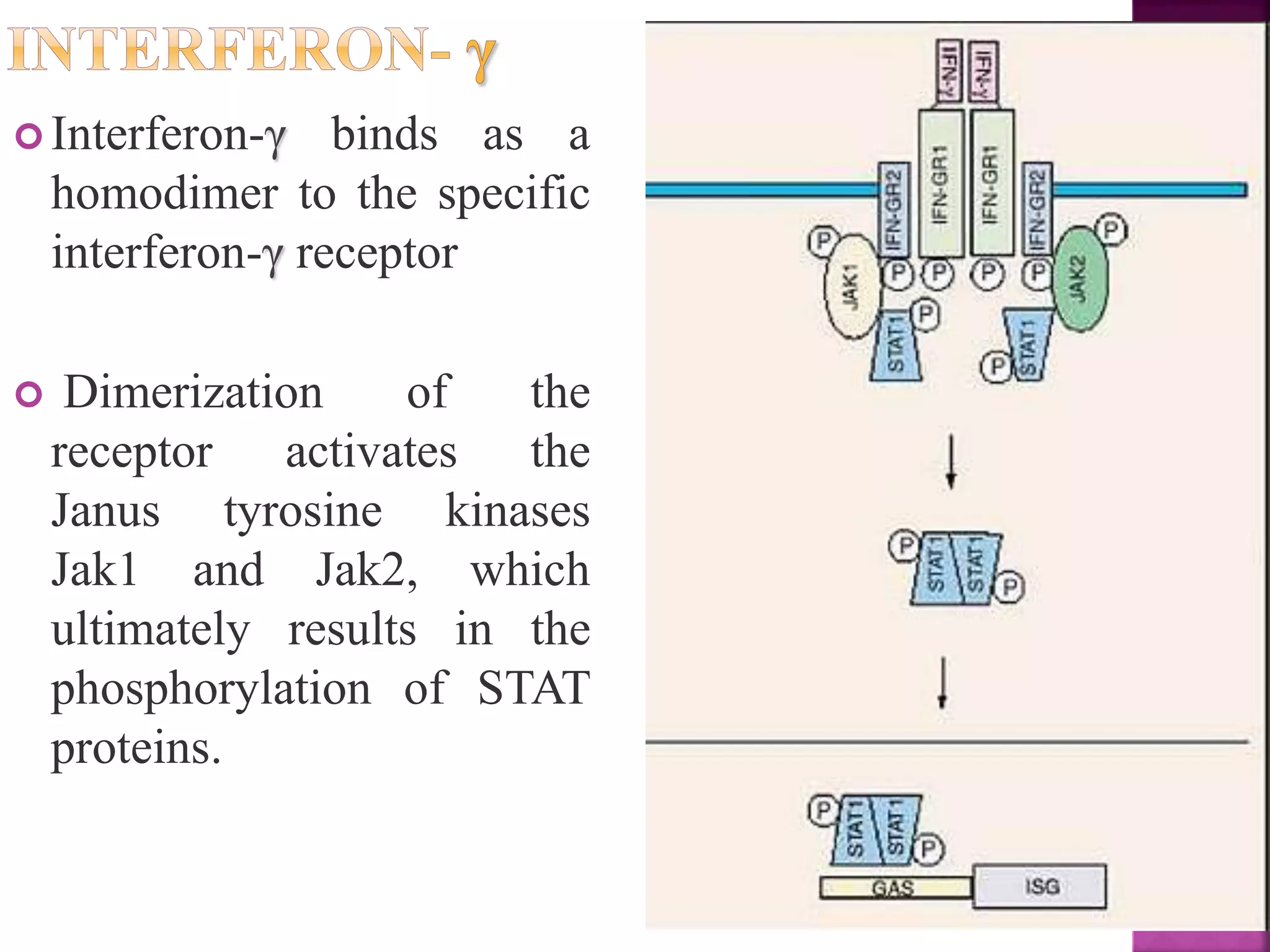interferon | PPTX