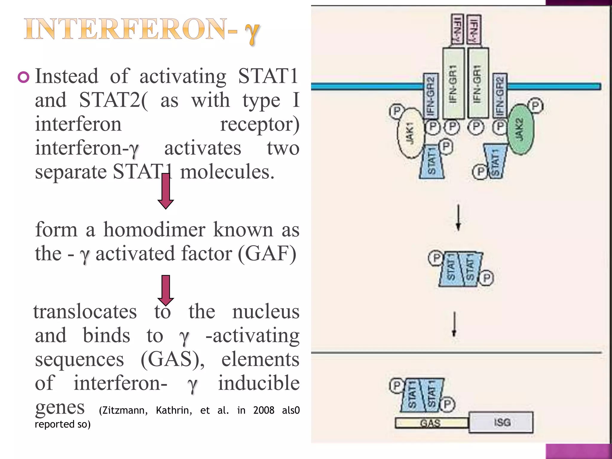 interferon | PPTX