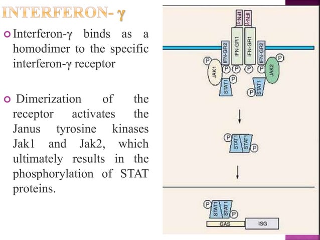 interferon | PPTX