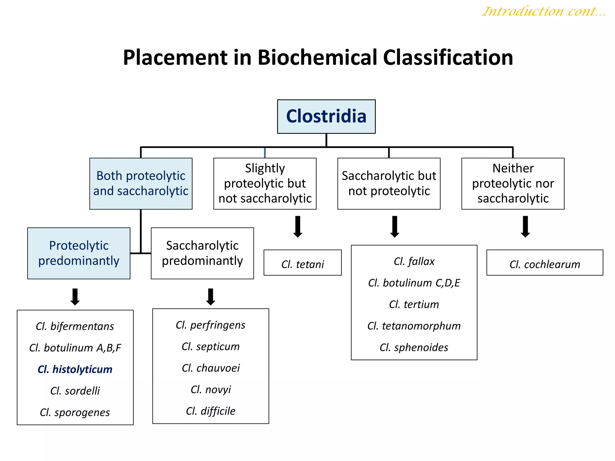 Clostridium histolyticum | PDF