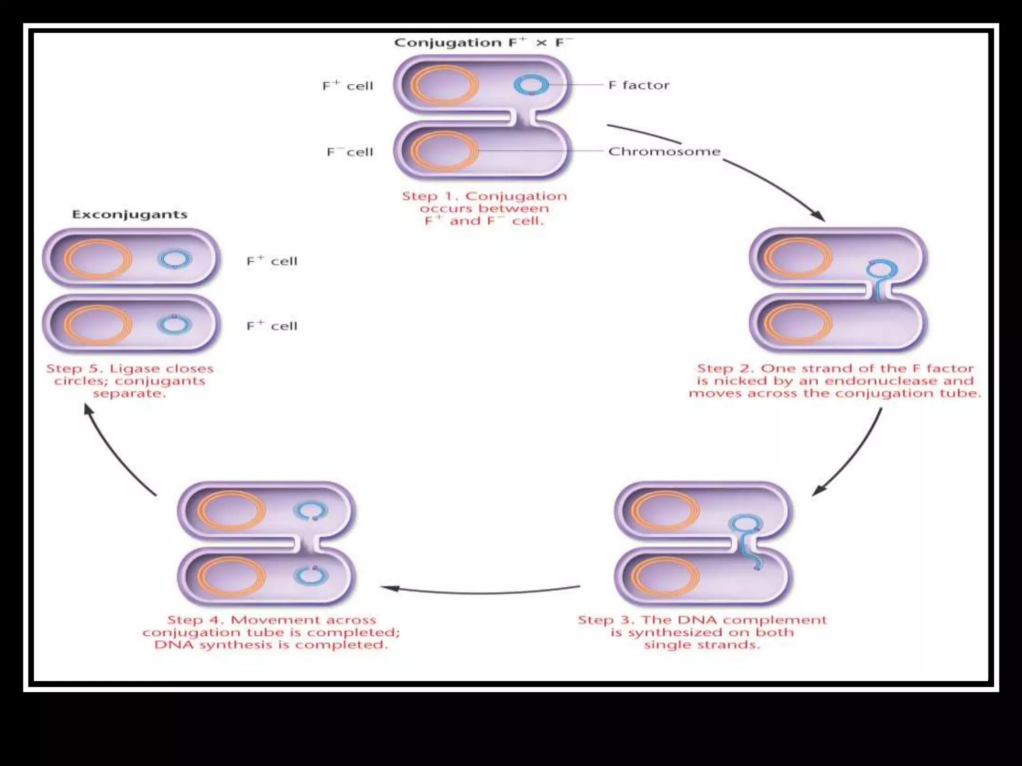 Bacterial Conjugation | PDF