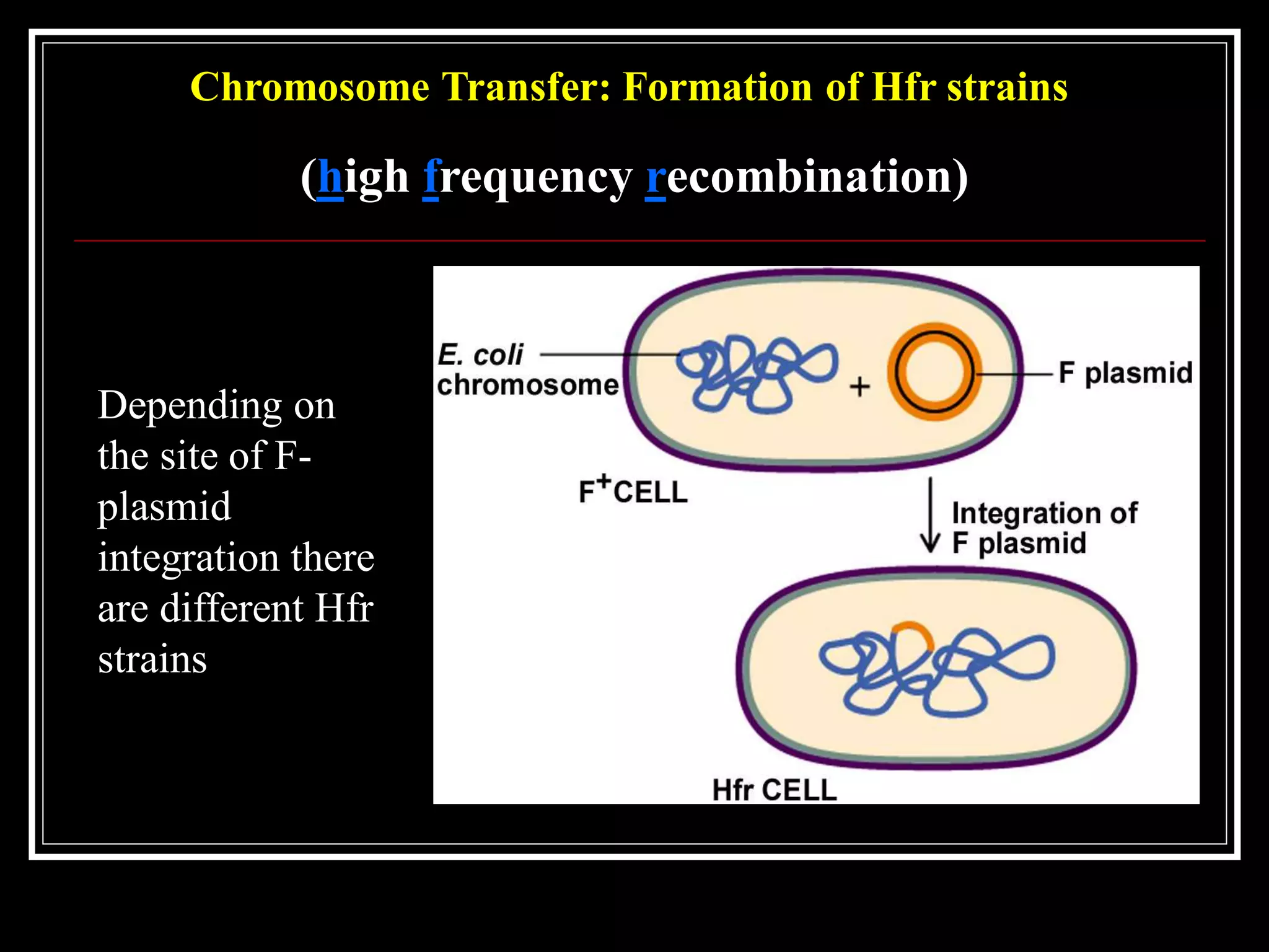 Bacterial Conjugation | PDF