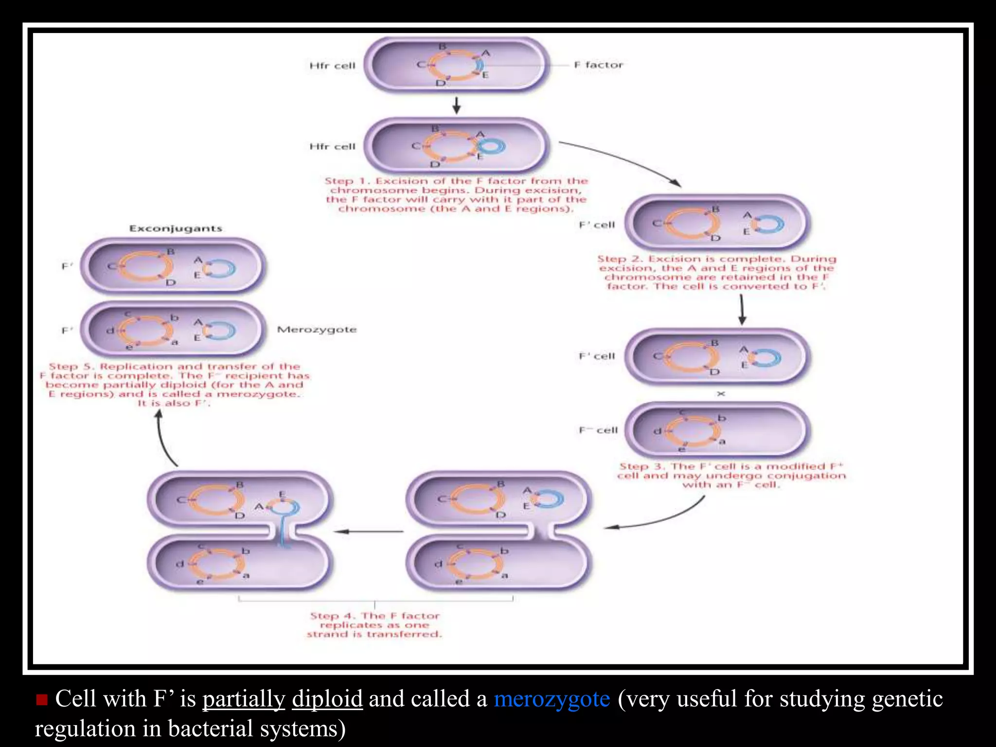 Bacterial Conjugation | PDF
