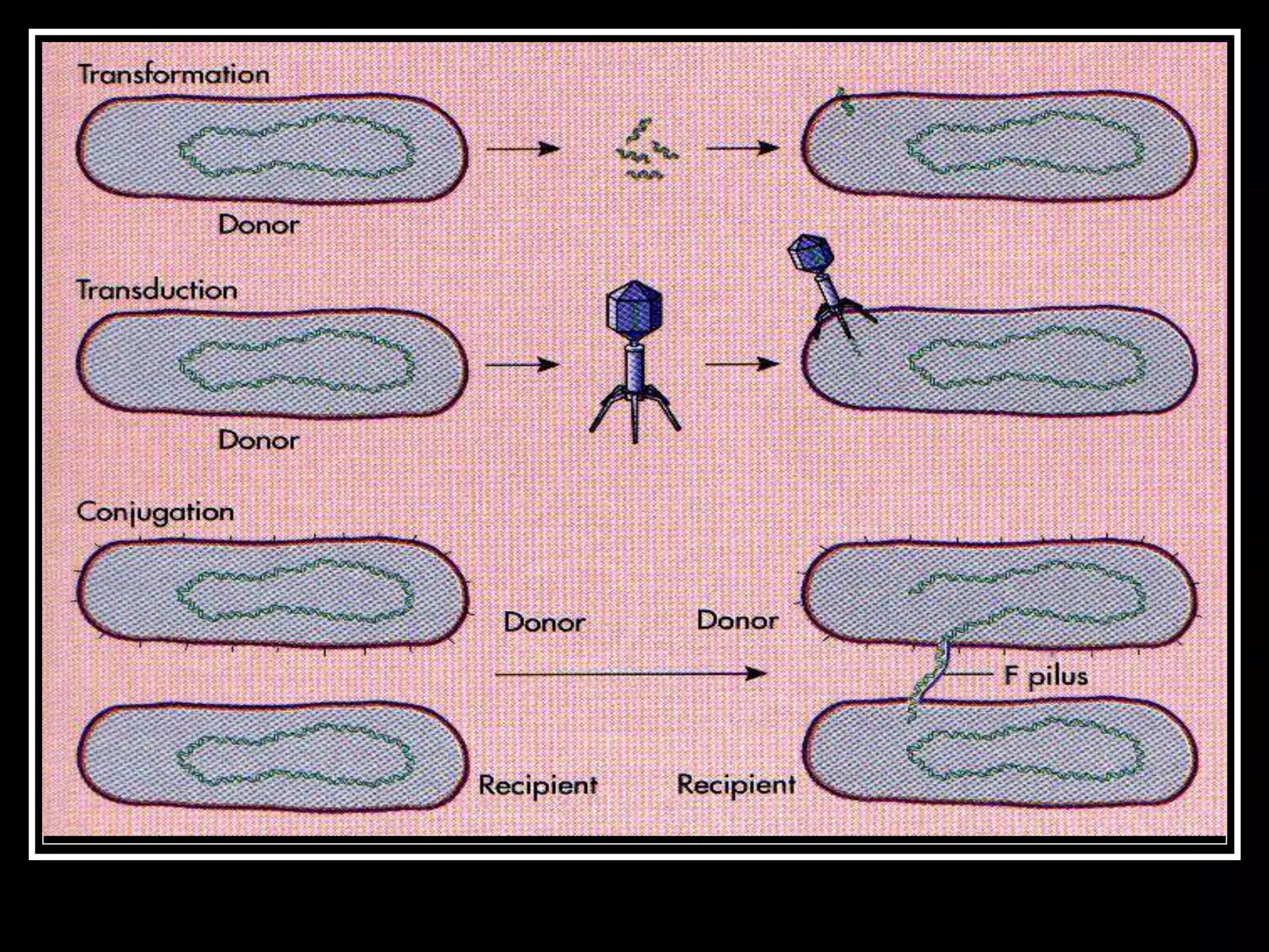 Bacterial Conjugation | PDF