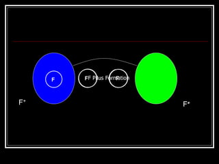 Bacterial Conjugation Animation