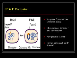 Bacterial Conjugation Hfr