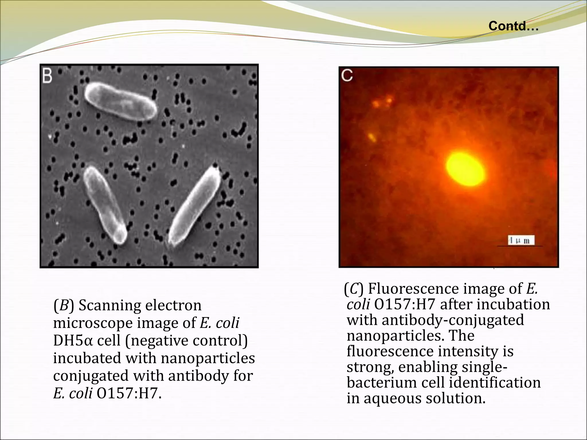 Nanoparticles & Its Use in Diagnosis of Bacterial Diseases | PDF