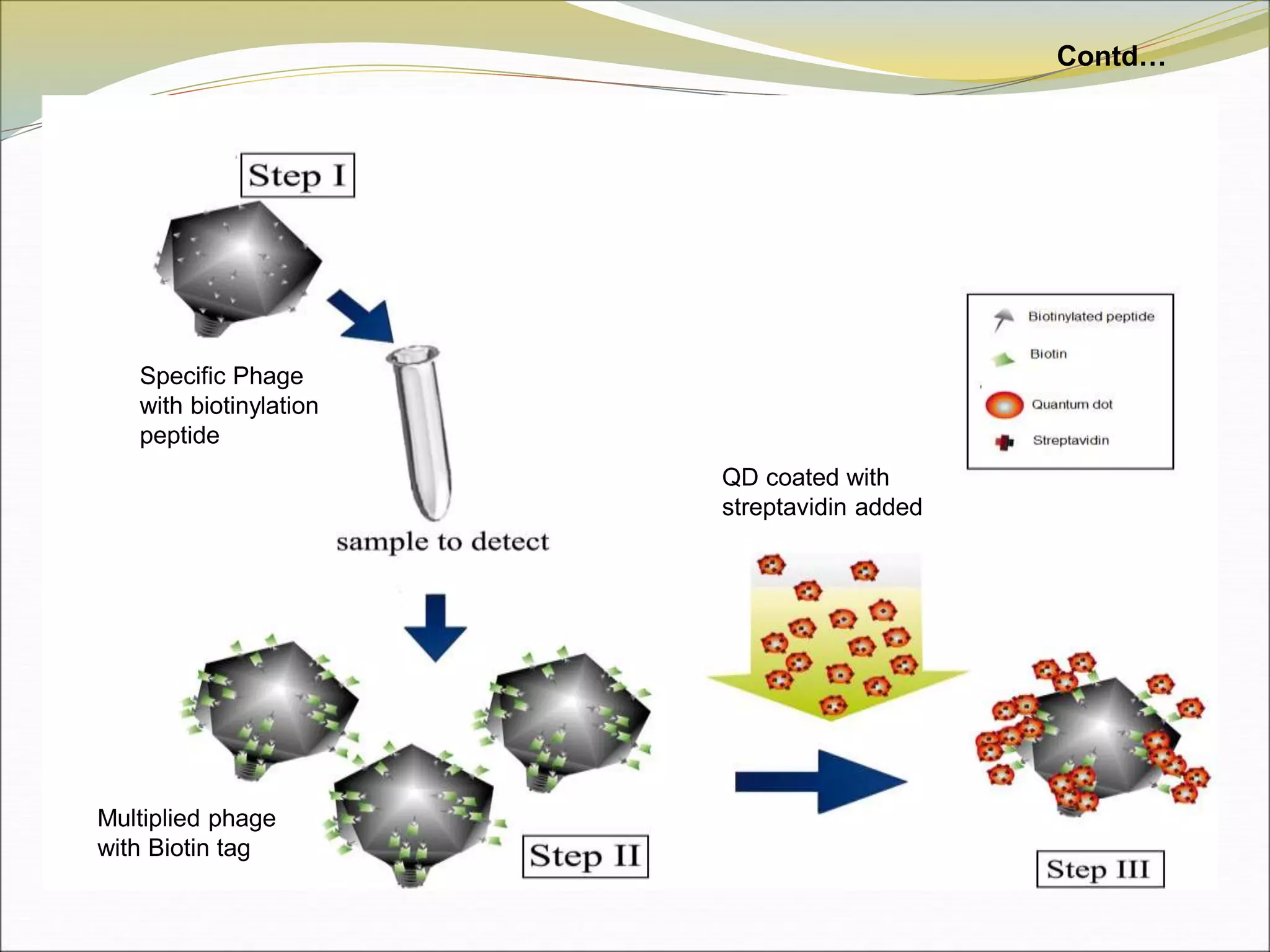 Nanoparticles & Its Use in Diagnosis of Bacterial Diseases | PDF